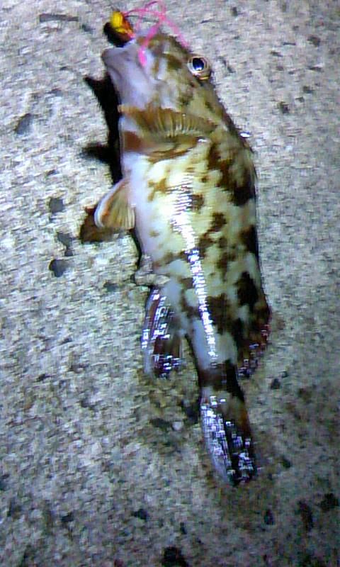 一匹目ゲット : 四郎兵衛さんの日常