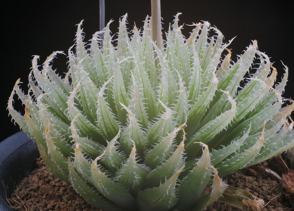 March 2017 : 日本ハオルシア協会 Official Blog