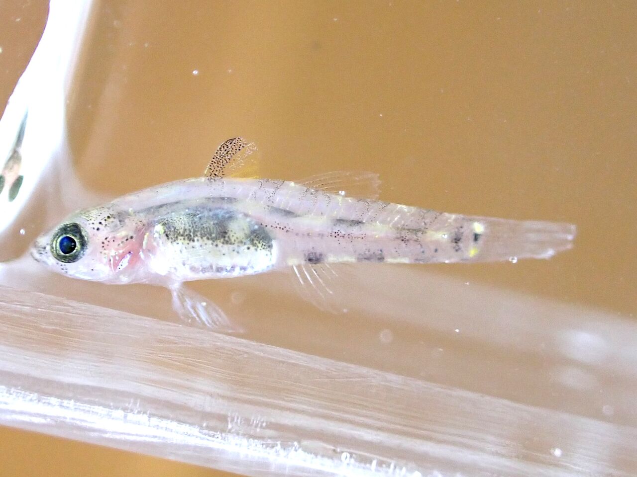 Pandaka Pygmaea