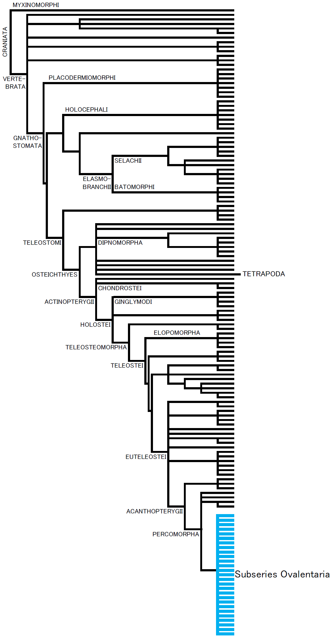たけろぐ : 「Fishes of the world fifth edition」の目次だけ見る その6