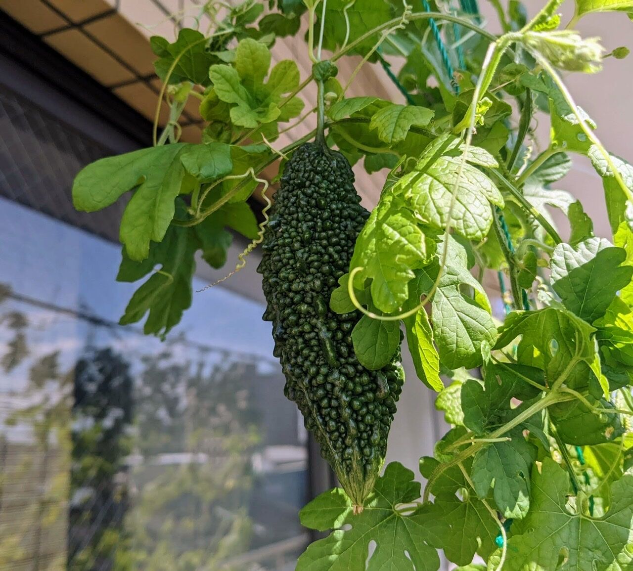 ゆるゆるっと楽しい毎日 : うちごはん・鶏粥