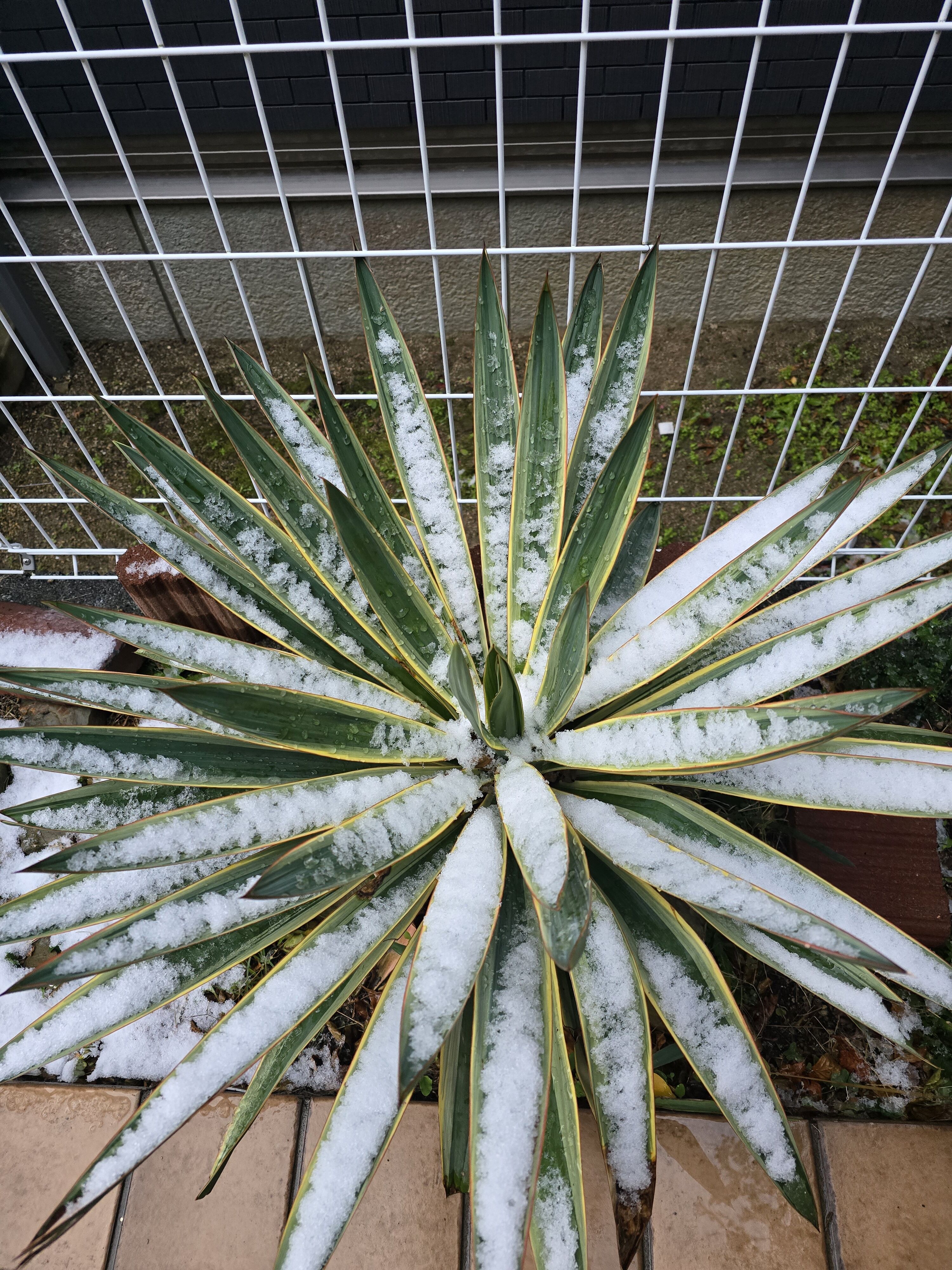 ワンちゃん☆ママン奮闘記 : 雪が降ると。。