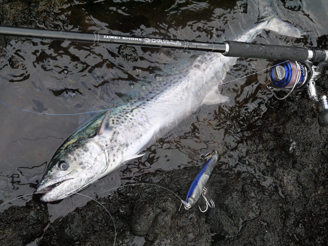 またもや自走型FISH・TRIPPER来島 : 漁ちゃんの宝島 壱岐
