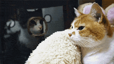 [5ch VIP] 이 고양이 gif 웃긴다 : 네이버 블로그