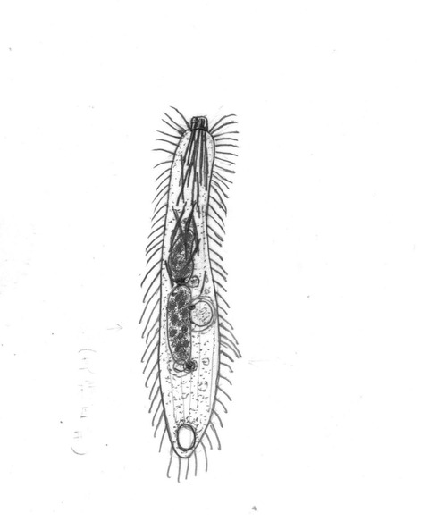 滴虫界 (Infusorian World）Ciliates，Amoebae，Flagellates，etc ...