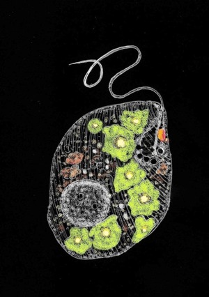 滴虫界 (Infusorian World）Ciliates，Amoebae，Flagellates，etc... : Euglena ...