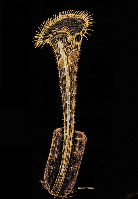 滴虫界 (Infusorian World）Ciliates，Amoebae，Flagellates，etc... : Stentor ...