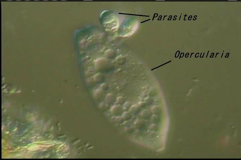 Colpodella: aspidisca — LiveJournal