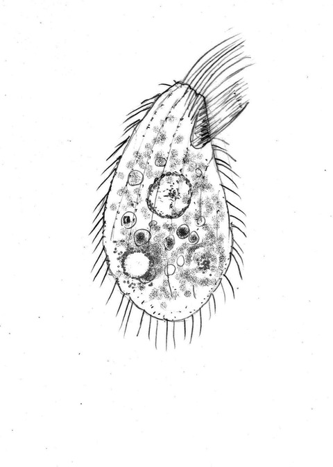滴虫界 (Infusorian World）Ciliates，Amoebae，Flagellates，etc ...