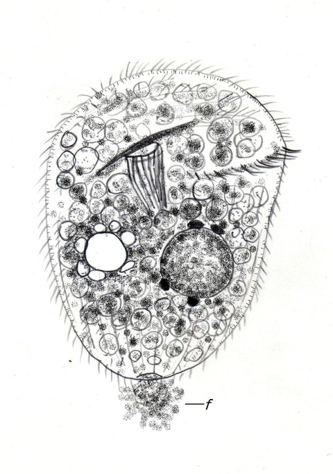 滴虫界 (Infusorian World）Ciliates，Amoebae，Flagellates，etc... : Nassula ...