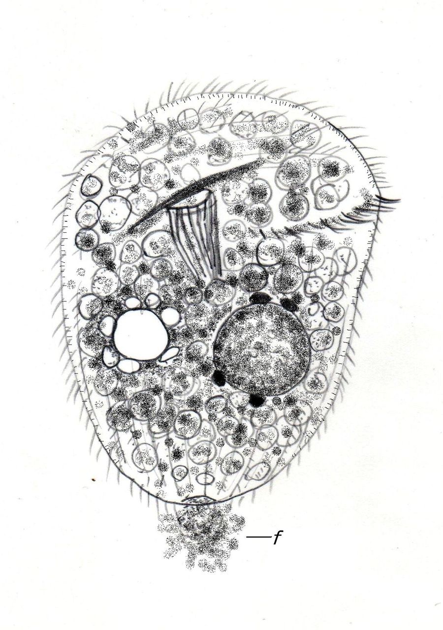 滴虫界 (Infusorian World）Ciliates，Amoebae，Flagellates，etc... : Nassula ...