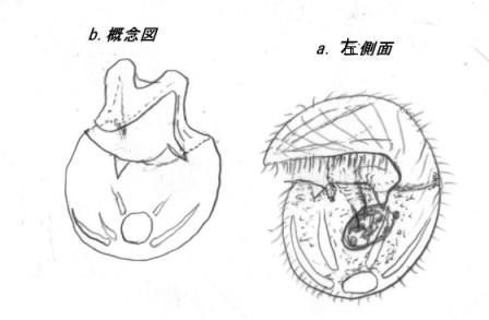 滴虫界 (Infusorian World）Ciliates，Amoebae，Flagellates，etc... : An unknown ...