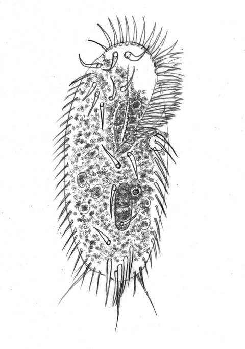 滴虫界 (Infusorian World）Ciliates，Amoebae，Flagellates，etc... : Stylonychia ...