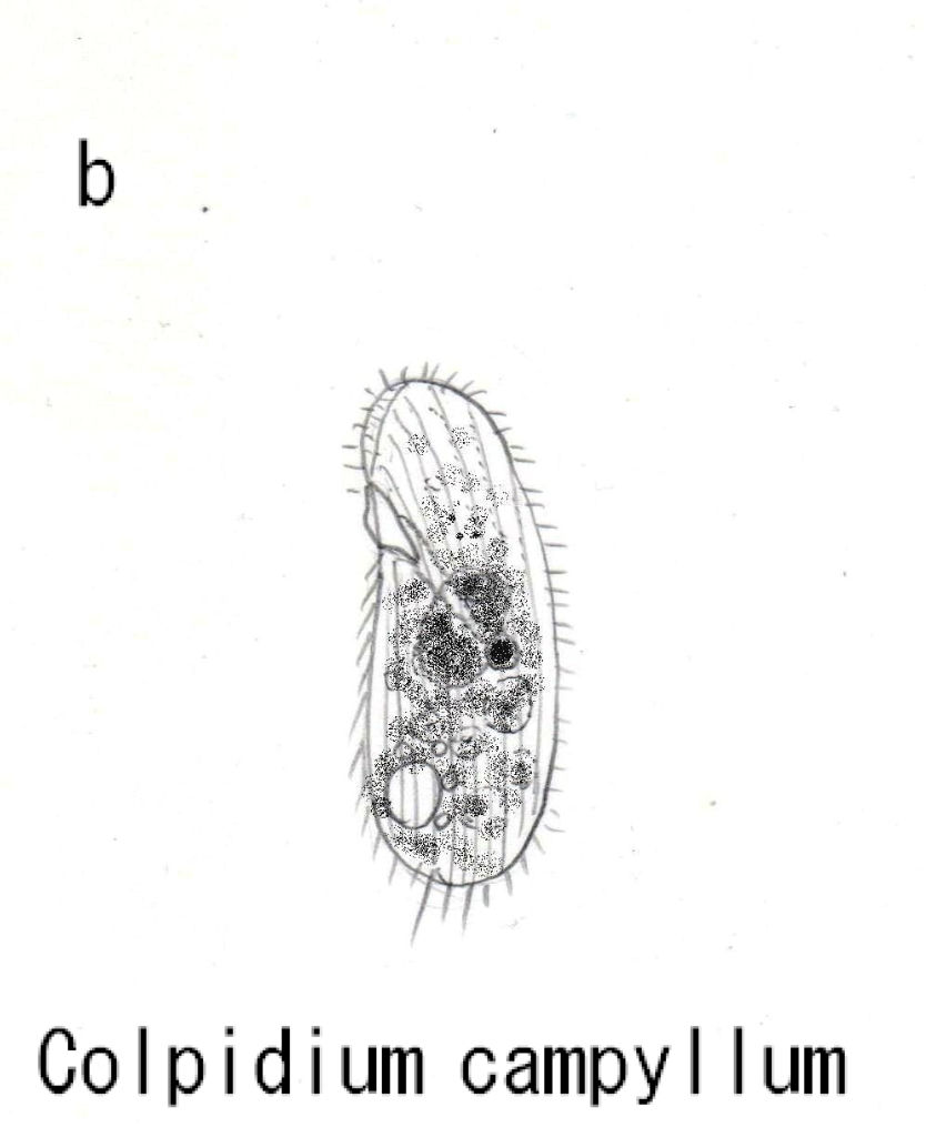 滴虫界 (Infusorian World）Ciliates，Amoebae，Flagellates，etc... : Colpidium ...