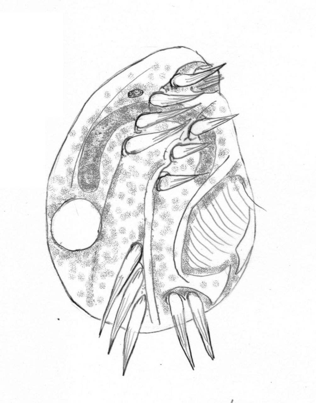 滴虫界 (Infusorian World）Ciliates，Amoebae，Flagellates，etc... : Aspidisca ...