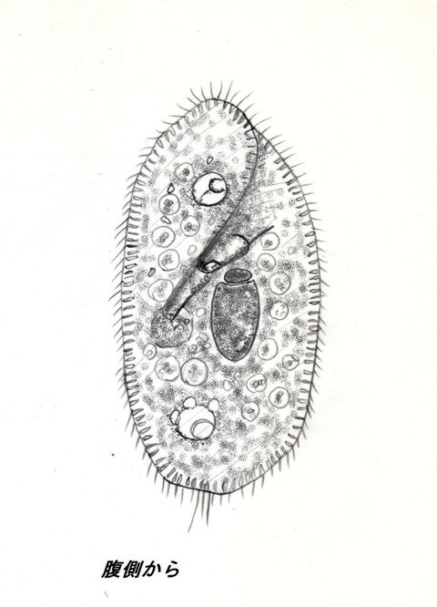 滴虫界 (Infusorian World）Ciliates，Amoebae，Flagellates，etc... : Paramecium ...