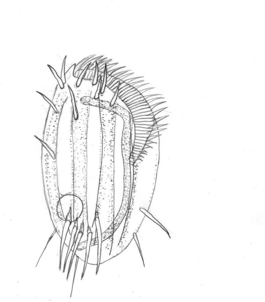 滴虫界 (Infusorian World）Ciliates，Amoebae，Flagellates，etc... : Euplotes ...