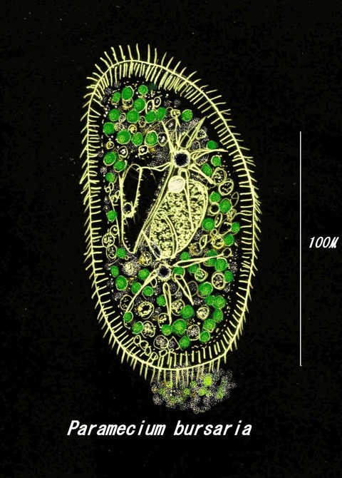 滴虫界 (Infusorian World）Ciliates，Amoebae，Flagellates，etc... : Paramecium ...