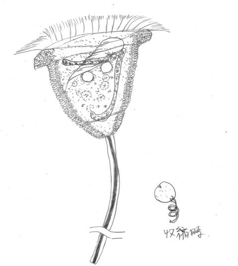 滴虫界 (Infusorian World）Ciliates，Amoebae，Flagellates，etc ...