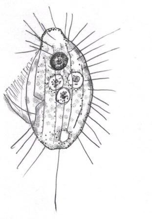 滴虫界 (Infusorian World）Ciliates，Amoebae，Flagellates，etc... : Cyclidium ...