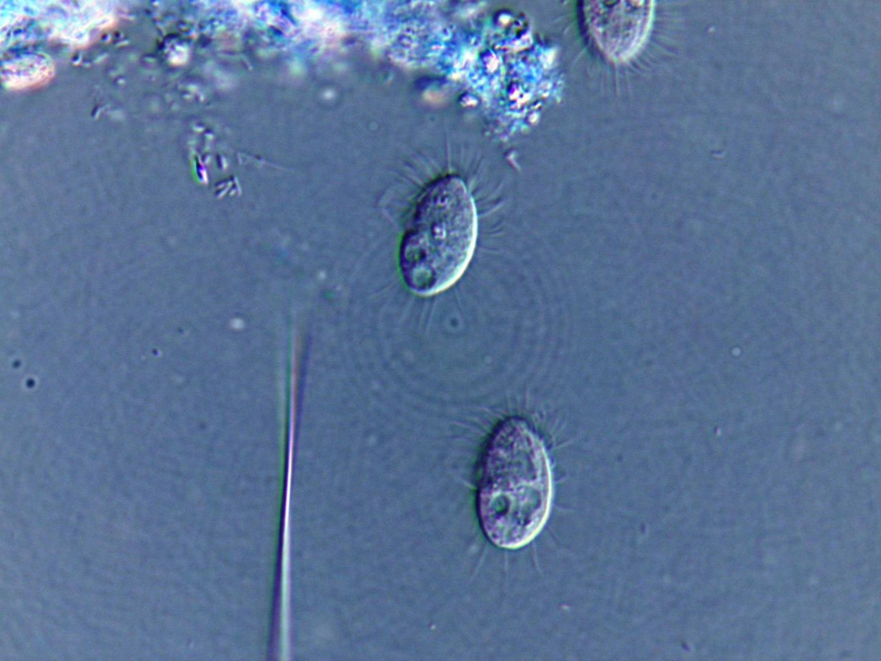 滴虫界 (Infusorian World）Ciliates，Amoebae，Flagellates，etc... : 小型繊毛虫