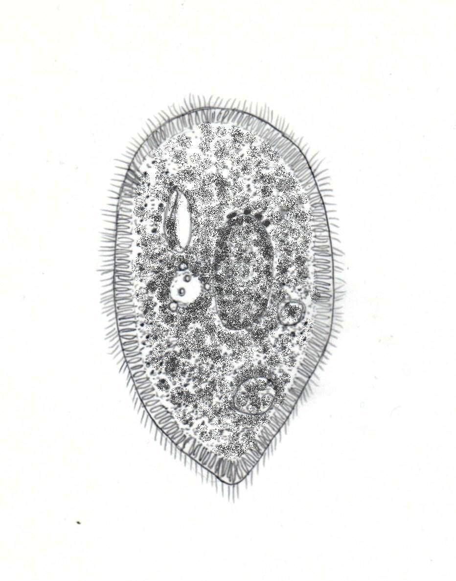 滴虫界 (Infusorian World）Ciliates，Amoebae，Flagellates，etc ...
