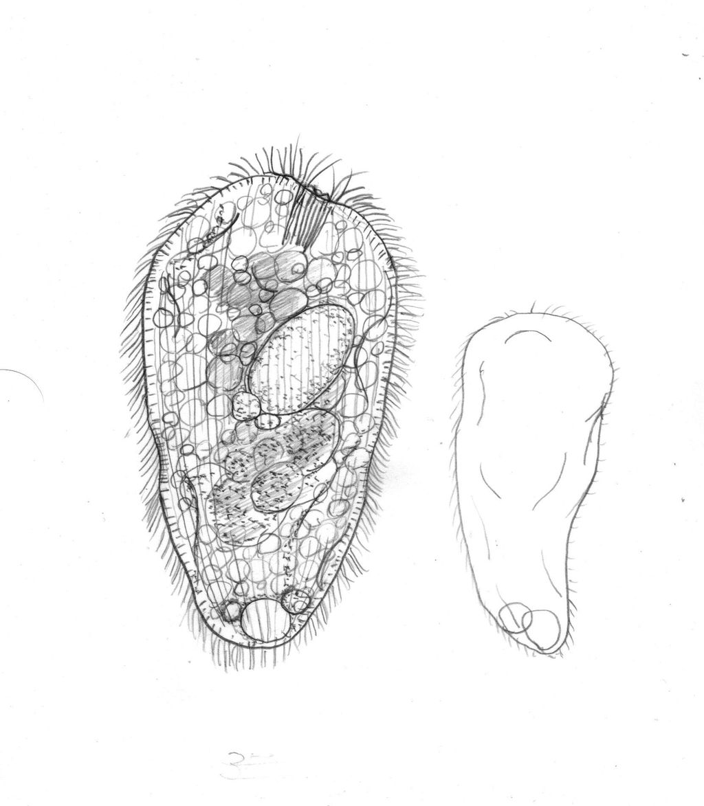 滴虫界 (Infusorian World）Ciliates，Amoebae，Flagellates，etc... : Prorodon ...