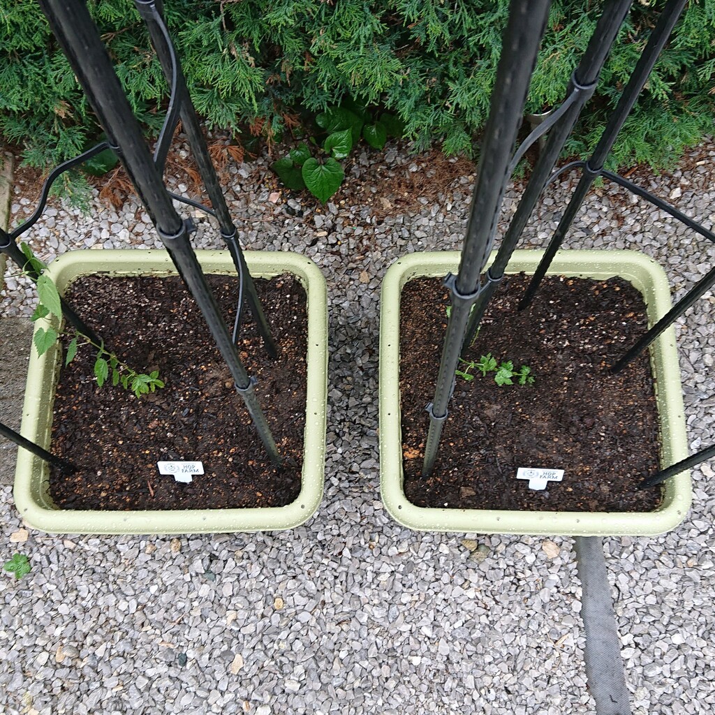 バタ念 - Batanen:a micro hop farm