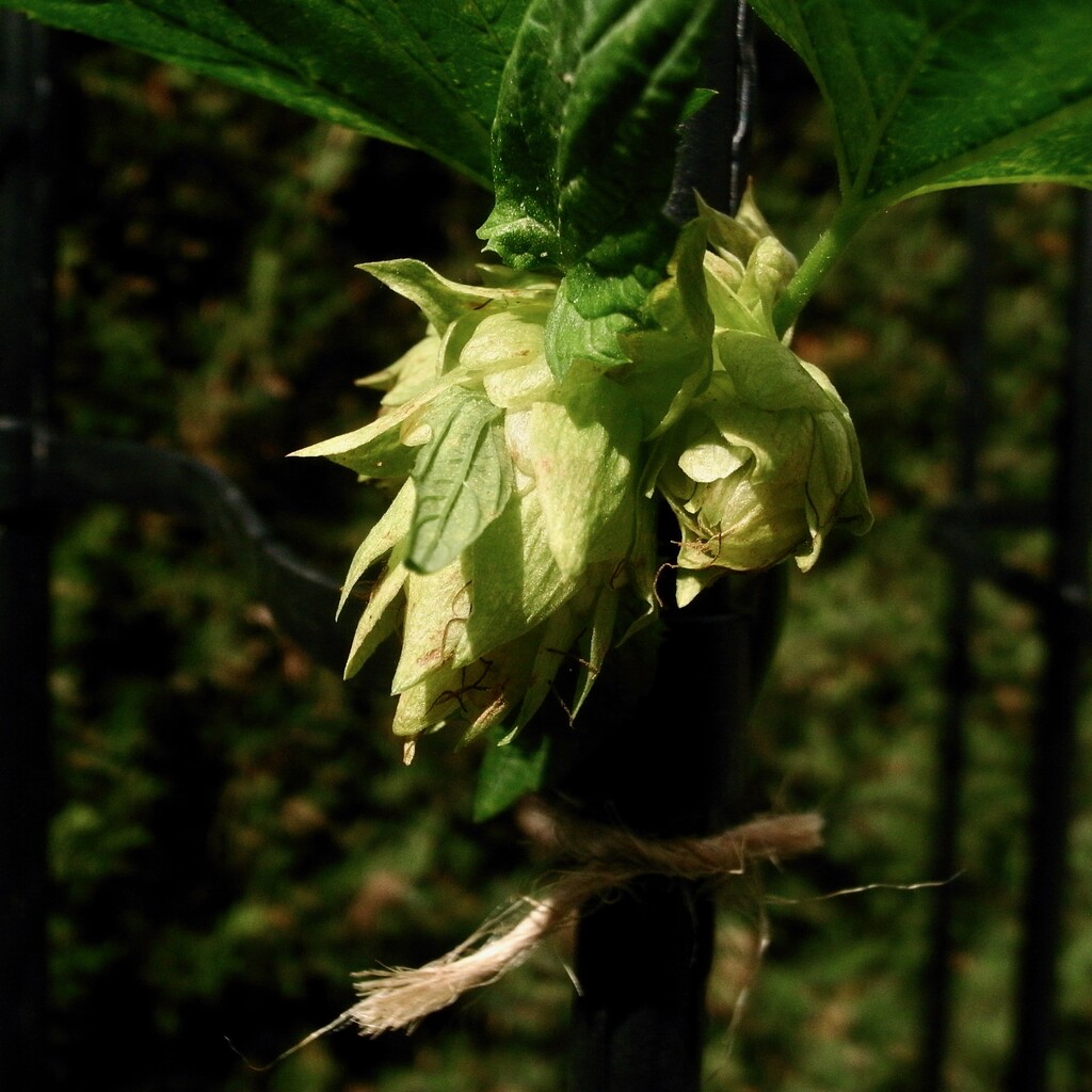 バタ念 - Batanen:a micro hop farm