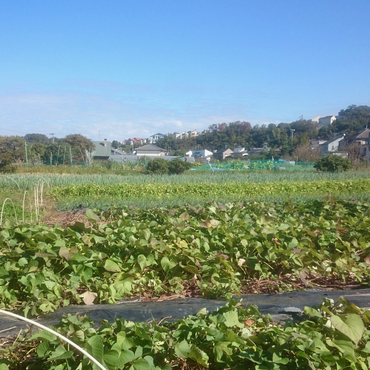 バタ念 - Batanen:a harvest festival