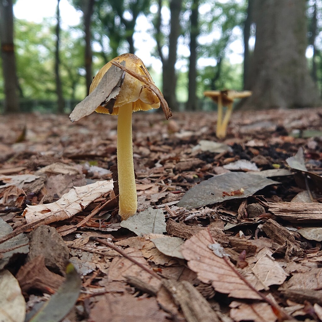 バタ念 - Batanen:Kinuta -> Akishima