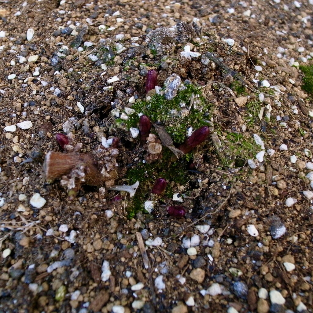 バタ念 - Batanen:a micro hop farm