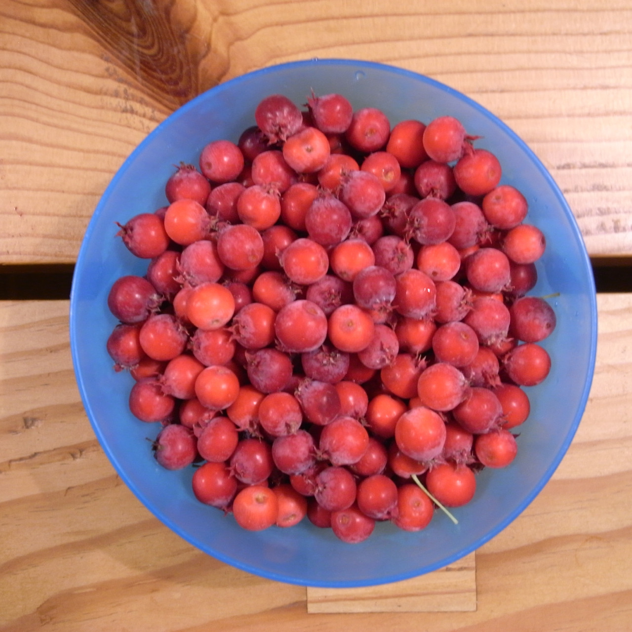 バタ念 - Batanen:potager