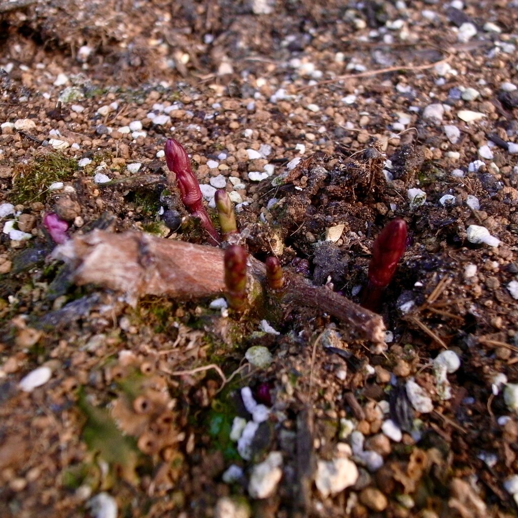 バタ念 - Batanen:a micro hop farm