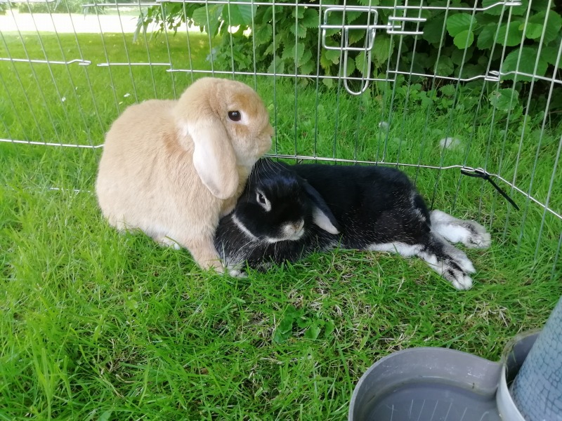 【教えて】ガチで飼うのが楽なペット