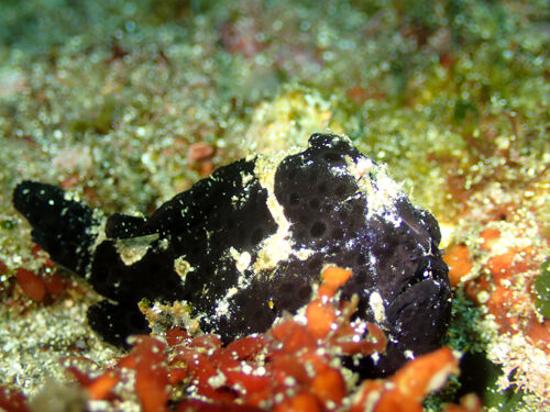 2021年12月29日 : 伊豆、伊東でのダイビングの玄関口 伊東ダイビングサービスのダイビングログブログ