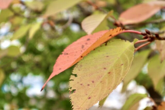 同時開催！『FKD宇都宮店』で『St.バレンタイン FKDコレクション』『リト＠葉っぱ切り絵展〜葉っぱの小旅行 in 栃木〜』開催！2月1日～15日。 : うつのみや通信 - 栃木県宇都宮市の ...