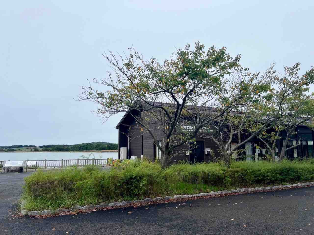 2月まで月1開催！白鳥観察にハネモノ野菜市！『佐潟水鳥・湿地センター』で『佐潟 de 朝市』開催！10月19日、11月16日、12月14日 ...