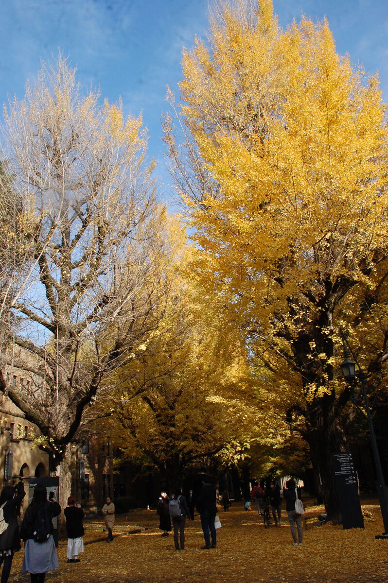 東京の秋景色（東京大学本郷キャンパス銀杏並木） : izuminoburoguのblogの記録です。