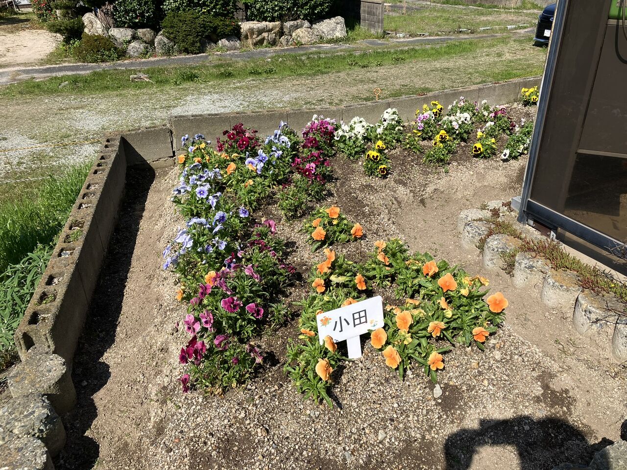 自治会花壇 パンジーの世話 4月14日 : 向島ポンポコ日記