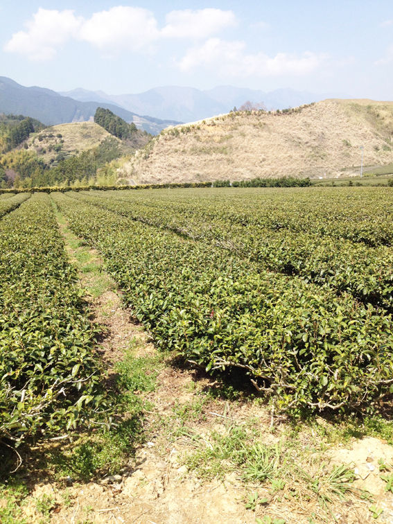 Murakamien 100% full Organic Green tea in Shizuoka : Japanese Green tea ...