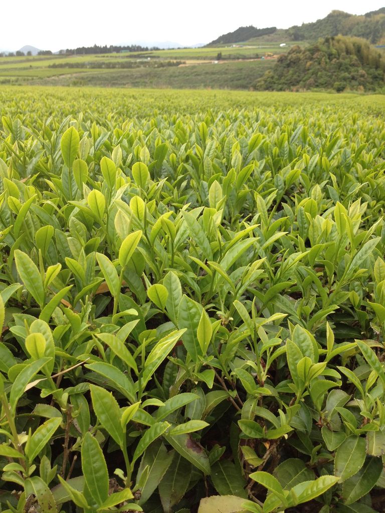 Green tea by region : Japanese Green tea for Life