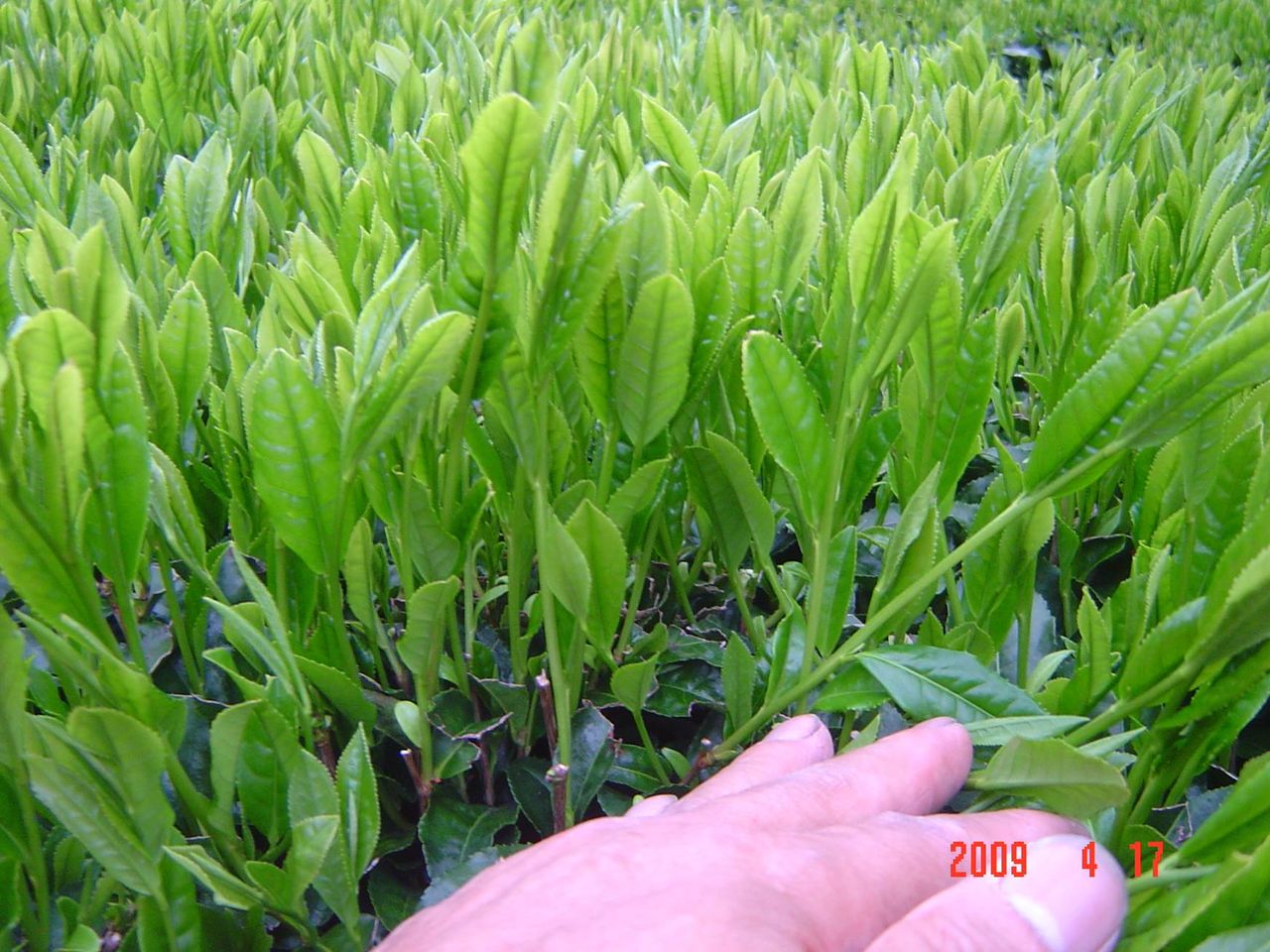 How they could make Organic Gyokuro - Sakamoto Brothers, Kagoshima ...