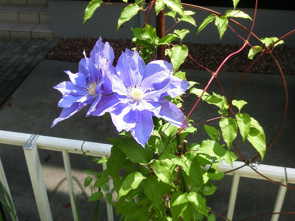 あやめ : 「BTVの独り言」 JO7BTV