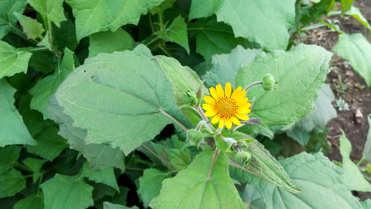 ハクサイのネットを外した。ヤーコンの花 : 畑仕事と庭仕事
