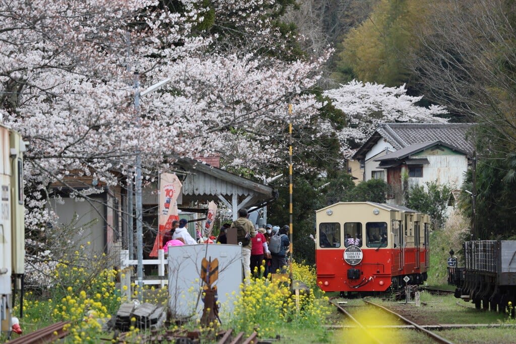 2025 さくら 小湊鉄道 Vol.8 : 飛 鉄(HITETSU)