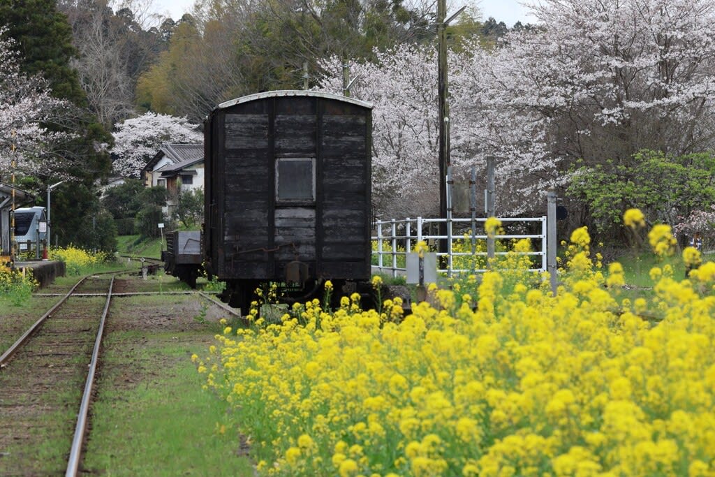 2025 さくら 小湊鉄道 Vol.8 : 飛 鉄(HITETSU)