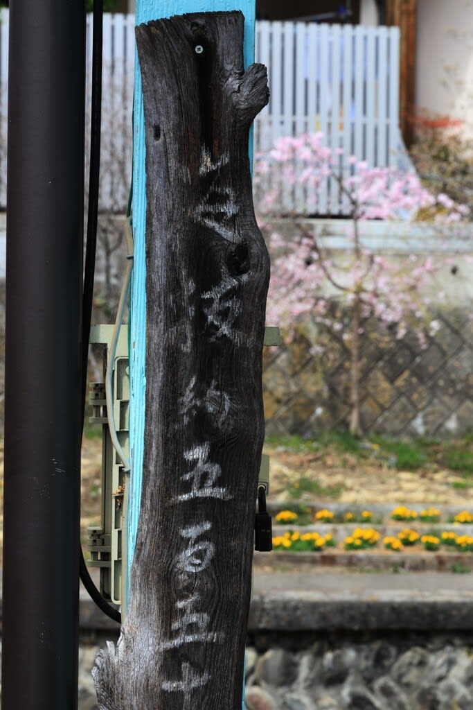 2023 さくらと愛でる Vol.47 : 飛 鉄(HITETSU)