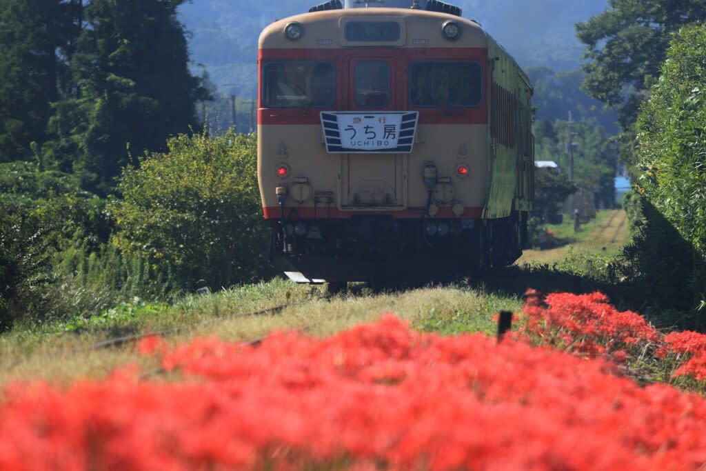 彼岸花 : 飛 鉄(HITETSU)