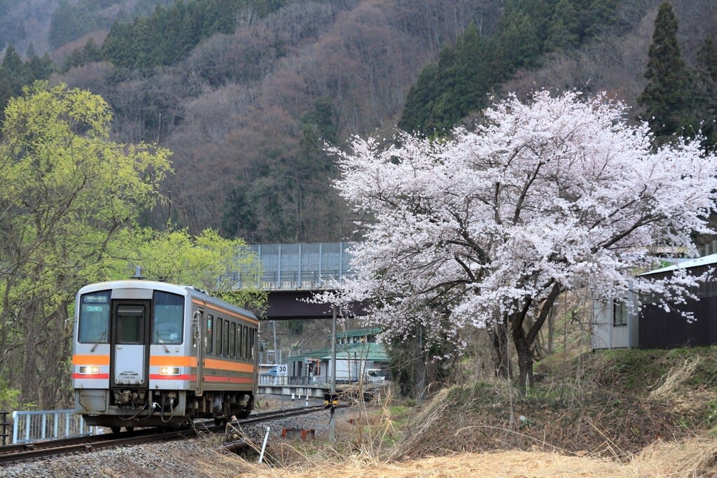 2023 さくらと愛でる Vol.42 : 飛 鉄(HITETSU)